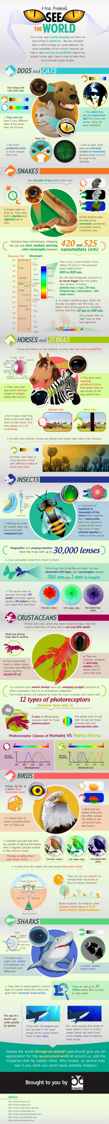 How Animals See the World [Infographic]