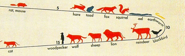 How Long Do Animals Live (1939) [Infographic]