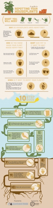 Guide to Repotting Indoor Plants [Infographic]