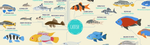 Tropical Fish: List of Species [Infographic]