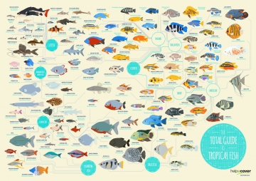 Tropical Fish: List of Species [Infographic]