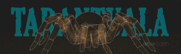 Interesting Facts about Tarantulas [Infographic]
