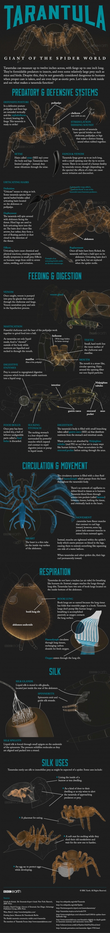 Interesting Facts about Tarantulas [Infographic]