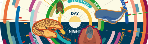 The Sleeping Time of Different Animals [Infographic]